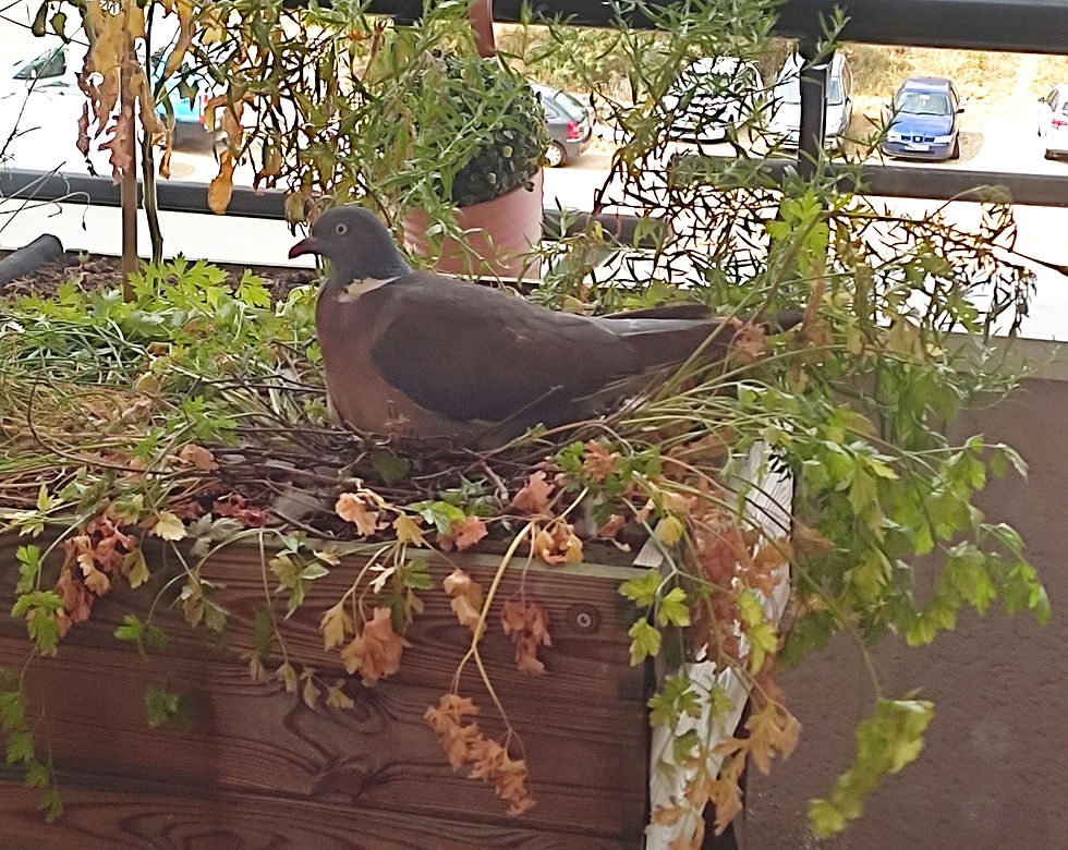 Maman Oiseau A Fait Son Nid