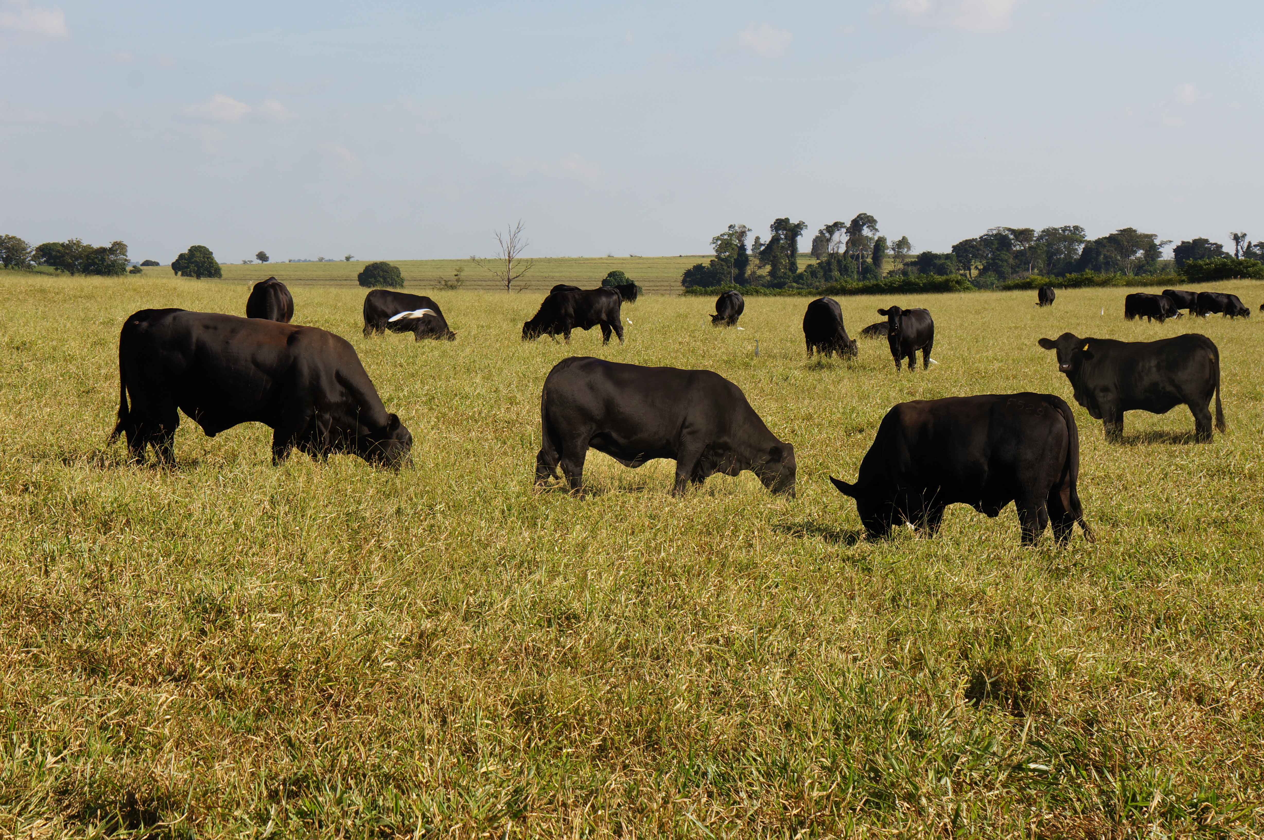 BRANGUS Reprodutores Semen Embriões