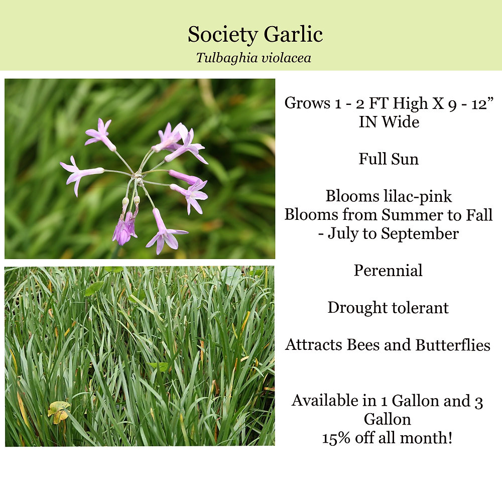 PLANT OF THE MONTH: SEPTEMBER 2024