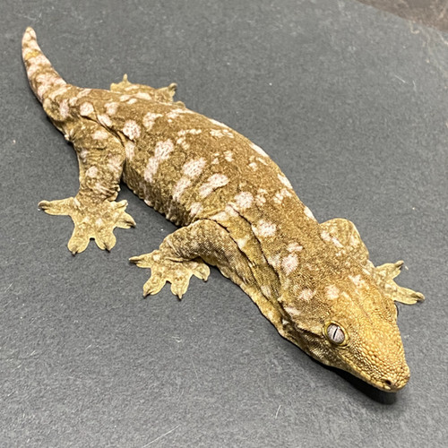 Moro Leachianus Gecko (Female ID: 23EV1F) For Sale | Captive Bred ...
