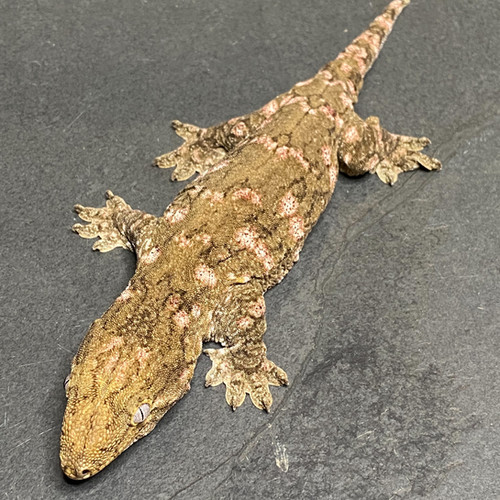 Moro Leachianus Gecko (Female ID: 23EF1F) For Sale | Captive Bred ...