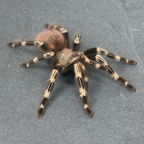 Vitalius chromatus For Sale | Captive Bred | Great Basin Serpentarium