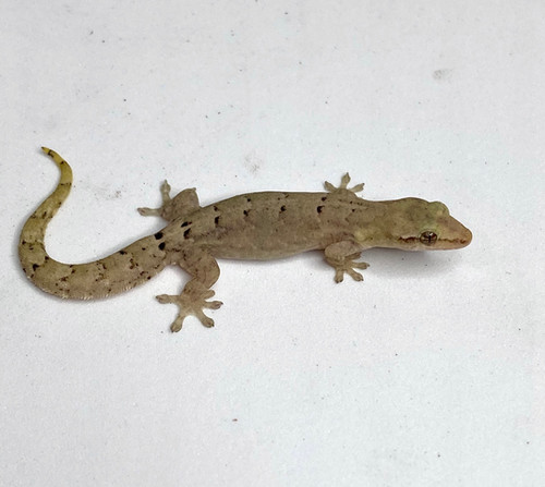 Mourning Gecko 1.5”+ For Sale | Captive Bred | Great Basin Serpentarium