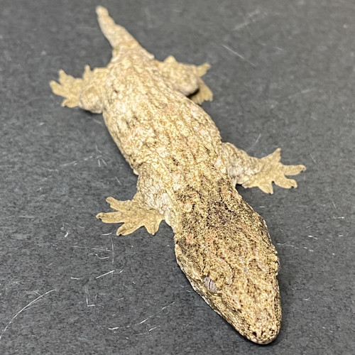 Moro Leachianus Gecko (ID: 23FV1) For Sale | Captive Bred | Great Basin ...