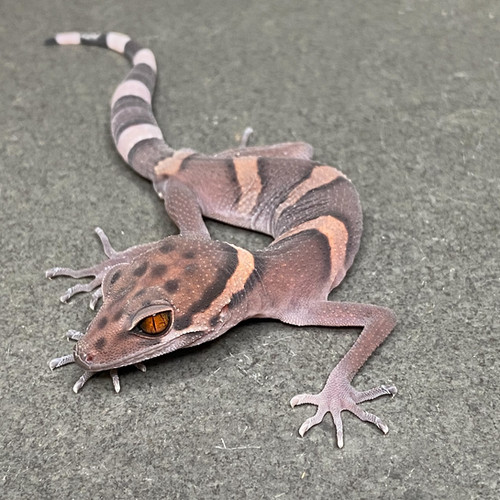 Vietnamese Cave Gecko (Male - ID: 24DM2M) For Sale | Captive Bred ...