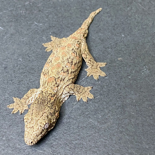 Moro Leachianus Gecko (ID: 23HN1) For Sale | Captive Bred | Great Basin ...