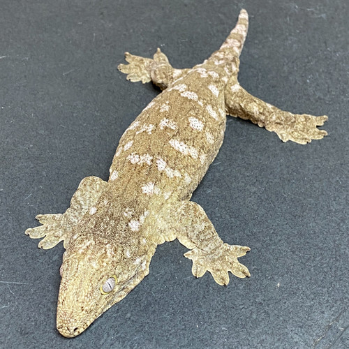 Moro Leachianus Gecko (Female ID: 23IN1F) For Sale | Captive Bred ...