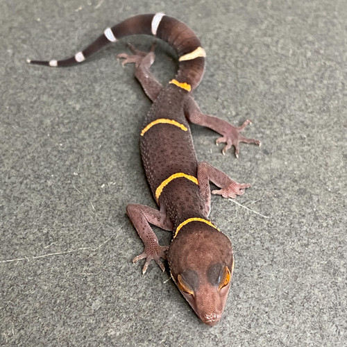 Chinese Cave Gecko (ID: 24FY1) For Sale | Captive Bred | Great Basin ...