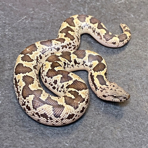 Rough-scaled Sand Boa (Male- ID: 23DJ5M) For Sale | Captive Bred ...