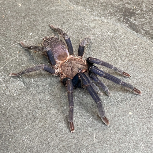 Orphnaecus sp. "Quezon Blue" For Sale | Captive Bred | Great Basin ...