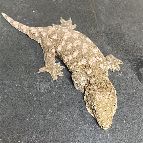 Moro Leachianus Gecko (Female ID: 23HN1F) For Sale | Captive Bred ...