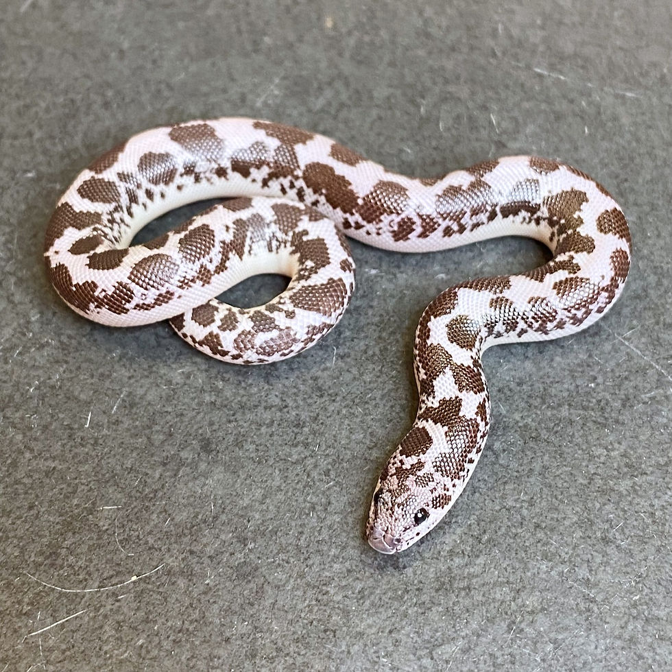 HRP Anery X Anery Kenyan Sand Boa (Male - ID: 23J4M) For Sale | Captive ...