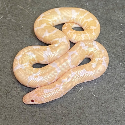 Snow Kenyan Sand Boa (Male - ID: 23HM4M) For Sale | Captive Bred ...