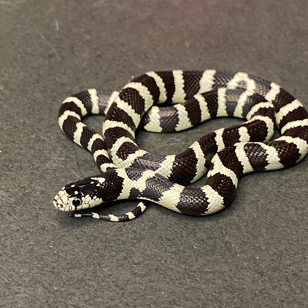 Snakes | gbserpentarium