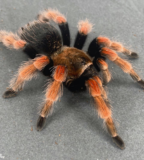 orange back tarantula