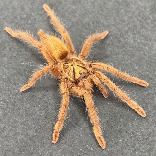 Neoholothele incei (gold phase) For Sale | Captive Bred | Great Basin ...