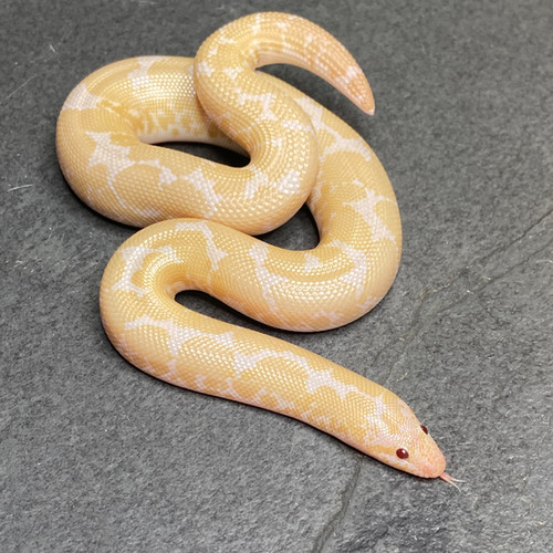 Snow Kenyan Sand Boa (Male - ID: 23HI3M) For Sale | Captive Bred ...
