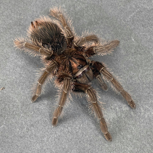 Phormictopus cancerides For Sale | Captive Bred | Great Basin Serpentarium
