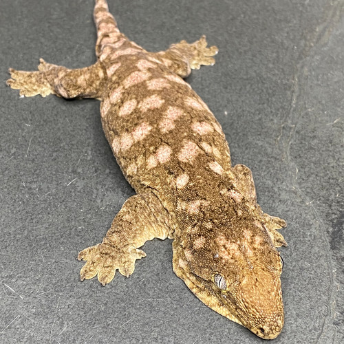 Moro Leachianus Gecko (Female ID: 23HN1F) For Sale | Captive Bred ...