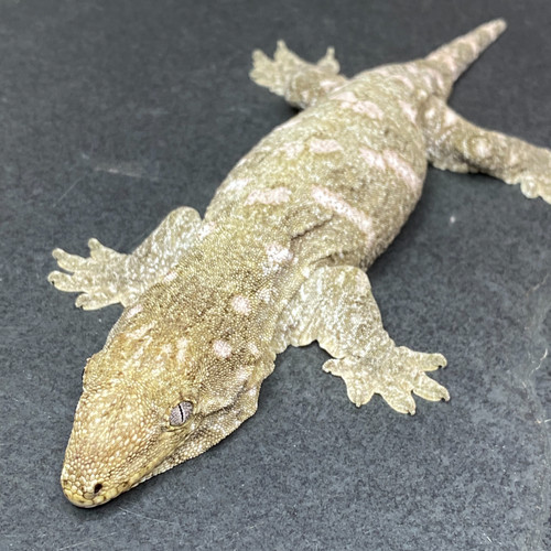 Moro Leachianus Gecko (ID: 24EM1) For Sale | Captive Bred | Great Basin ...