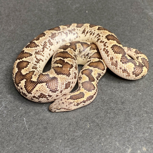 Rough-scaled Sand Boa (Male- ID: 23DJ5M) For Sale | Captive Bred ...