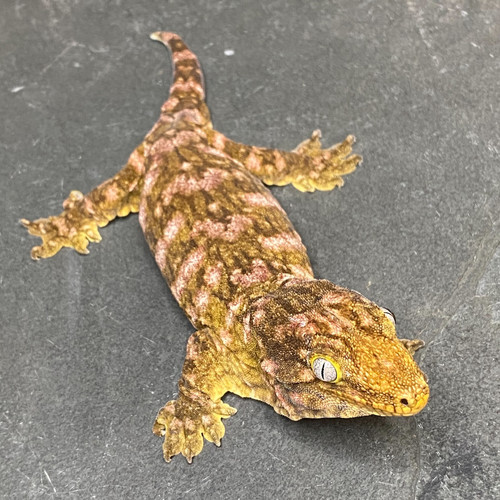 Nuu Ana Leachianus Gecko (Female ID: 20DW1F) For Sale | Captive Bred ...