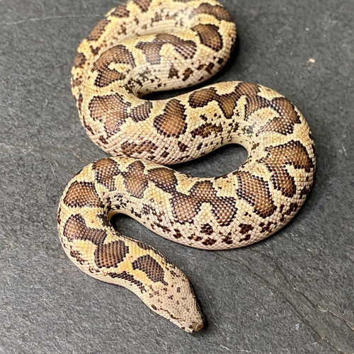 Rough-scaled Sand Boa (Male- ID: 23DJ5M) For Sale | Captive Bred ...