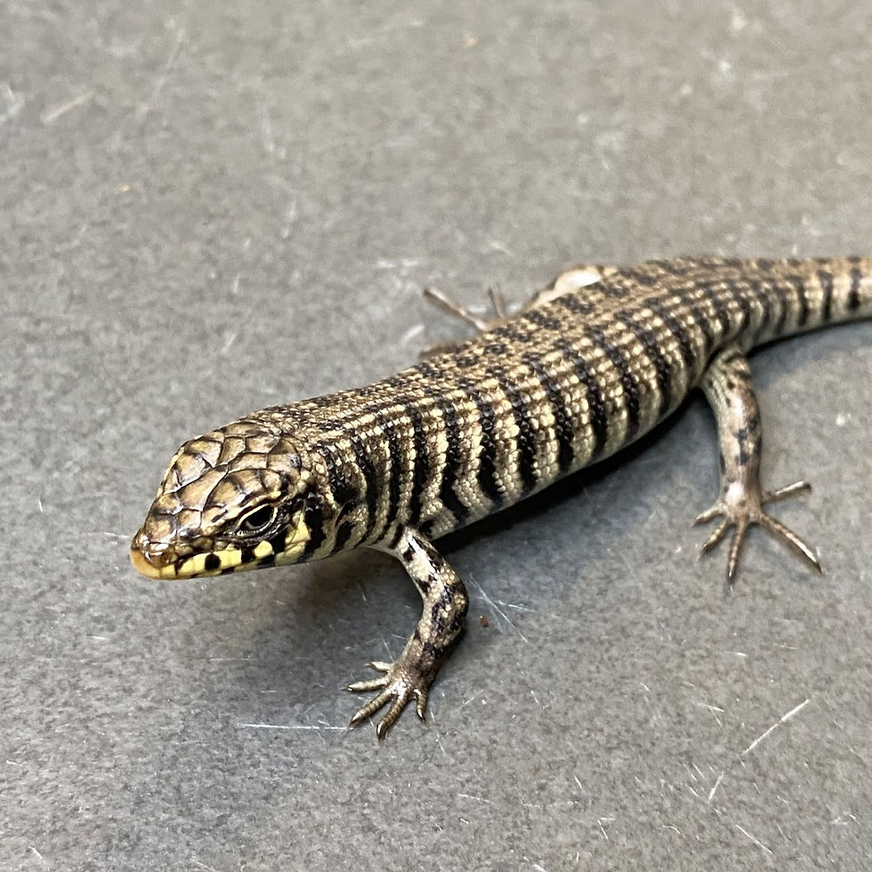 Lizards | gbserpentarium