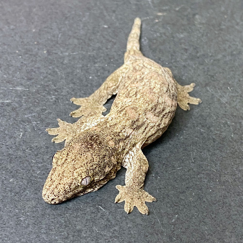 Moro Leachianus Gecko (ID: 23GV1) For Sale | Captive Bred | Great Basin ...