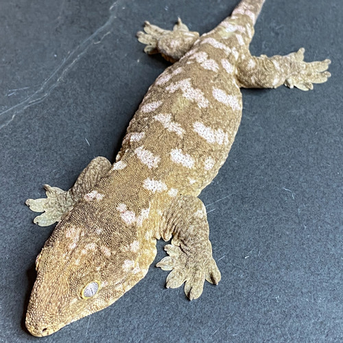 Moro Leachianus Gecko (Female ID: 23GV1F) For Sale | Captive Bred ...
