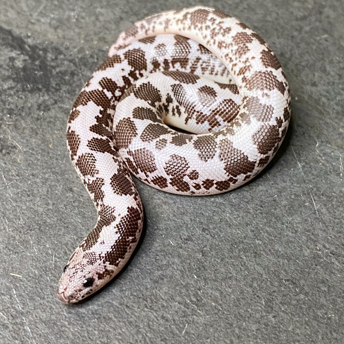 HRP Anery X Anery Kenyan Sand Boa (Male - ID: 23JE3M) For Sale ...