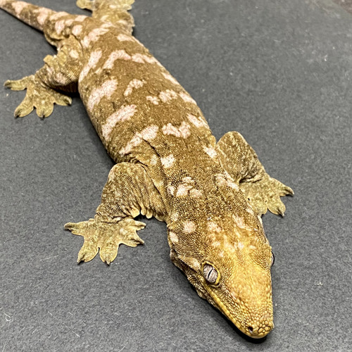 Moro Leachianus Gecko (Female ID: 23FV1F) For Sale | Captive Bred ...