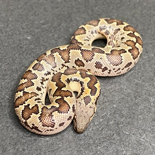 Rough-scaled Sand Boa (Male - ID: 25BA5M) For Sale | Captive Bred ...