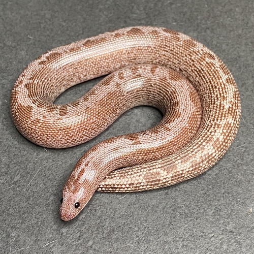 Anery Stripe Kenyan Sand Boa (Male - ID: 23GQ3M) For Sale | Captive ...