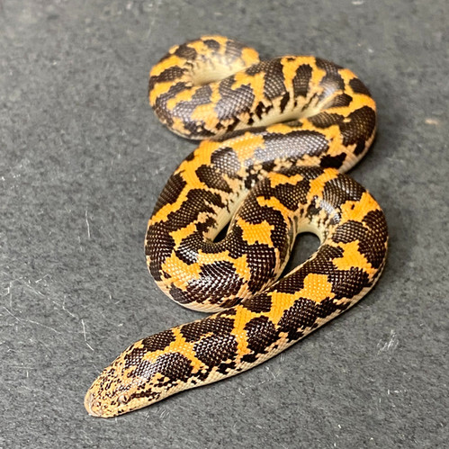 Kenyan Sand Boa (Male - ID: 24HW8M) For Sale | Captive Bred | Great ...