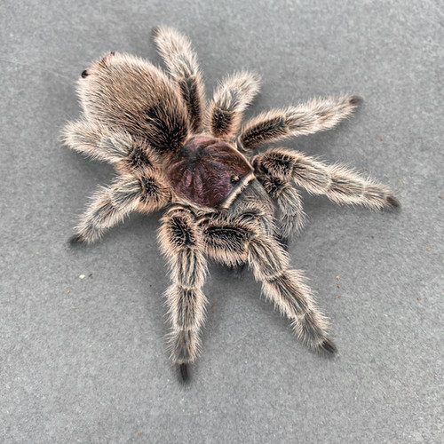 Grammostola rosea "NCF" (A.K.A - G. porteri) For Sale | Captive Bred ...