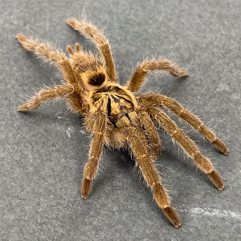 Neoholothele incei (olive phase) For Sale | Captive Bred | Great Basin ...