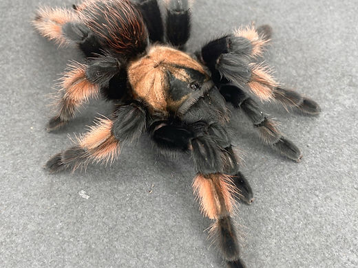 ghetts tarantula