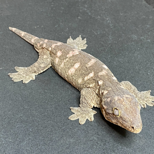 Moro Leachianus Gecko (Female ID: 23JF2F) For Sale | Captive Bred ...