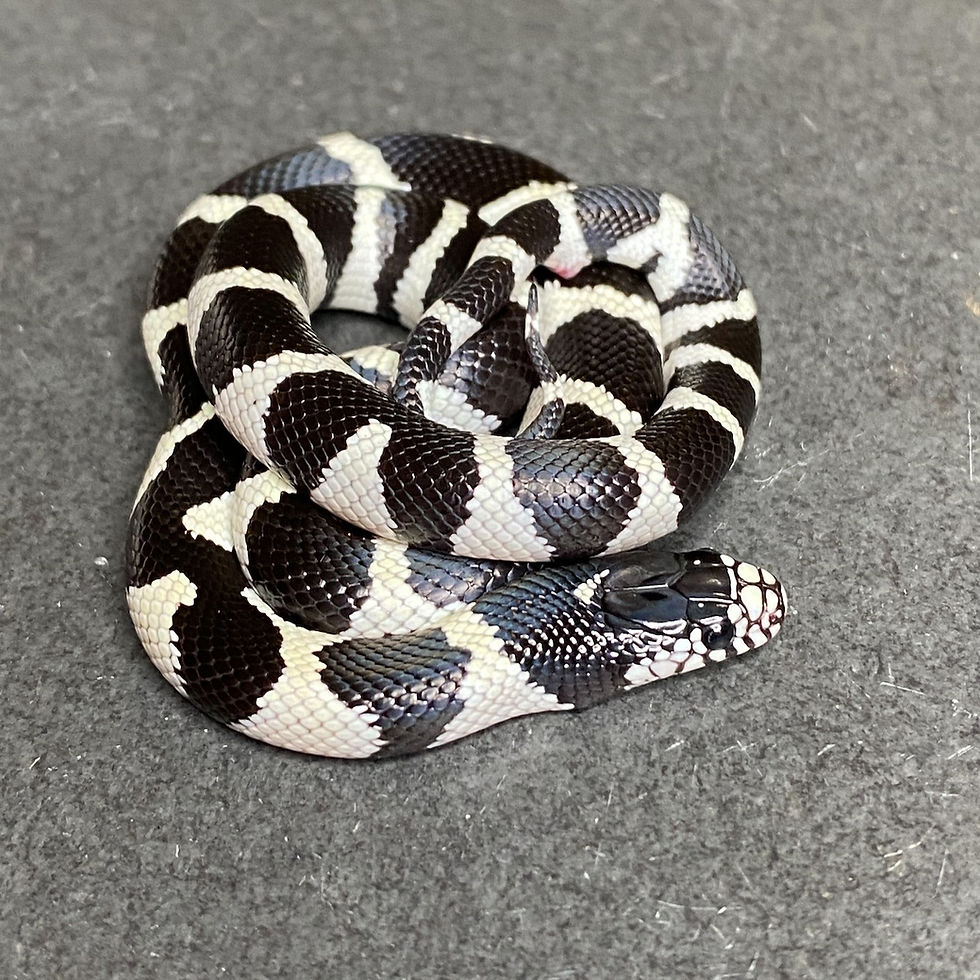 Snakes | gbserpentarium 2/4