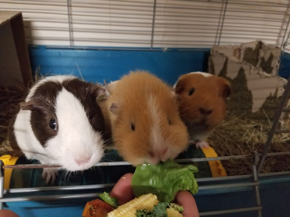 Gallery | Damson Lodge Small Animal Boarding And Pet Sitting | Somercotes