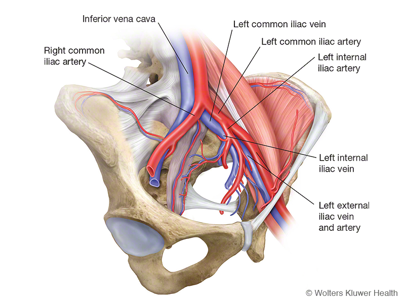 Arteries and Veins of the Pelvis | Hrejsa Medical Media