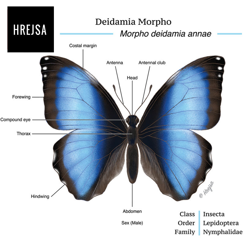 Butterfly Renderings