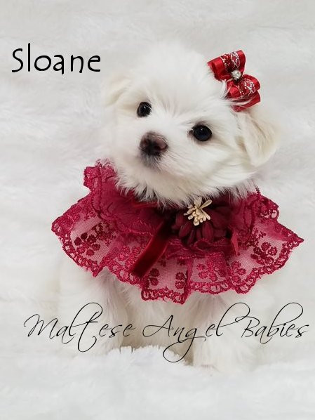 Maltese breeder in Salem Oregon | Maltese Angel Babies