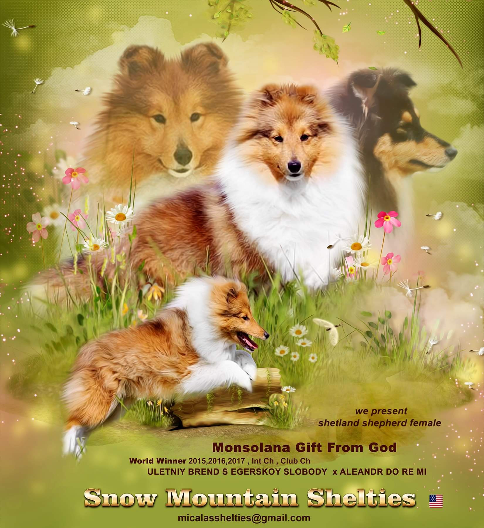 Shetland Sheepdogs | Snow Mountain Shelties | Colorado