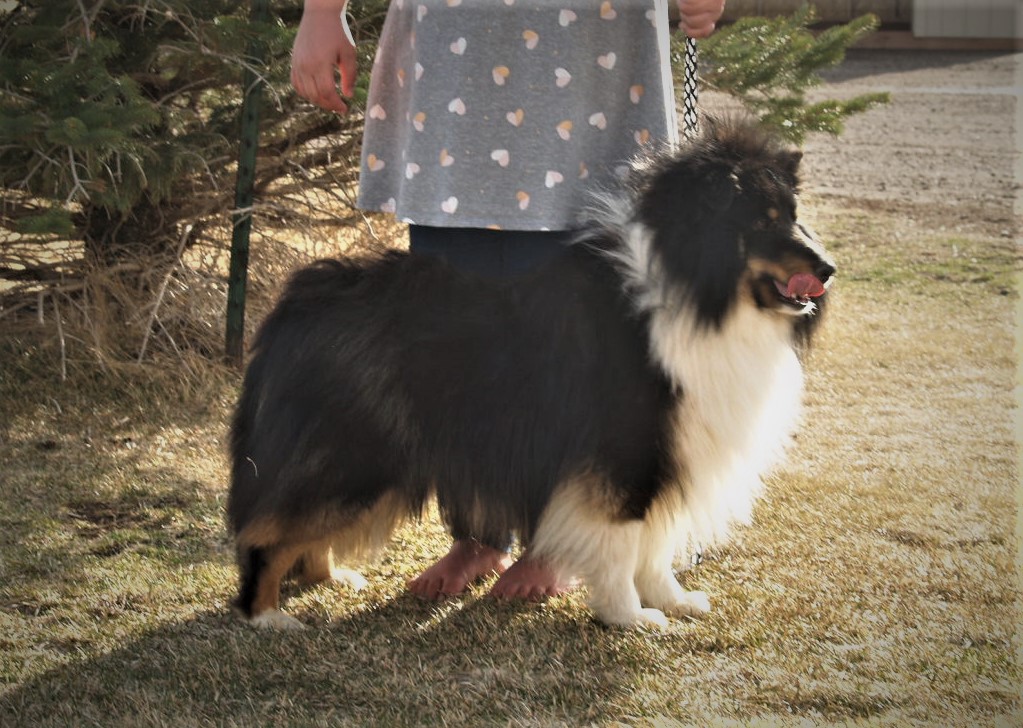 Shetland Sheepdogs | Snow Mountain Shelties | Colorado