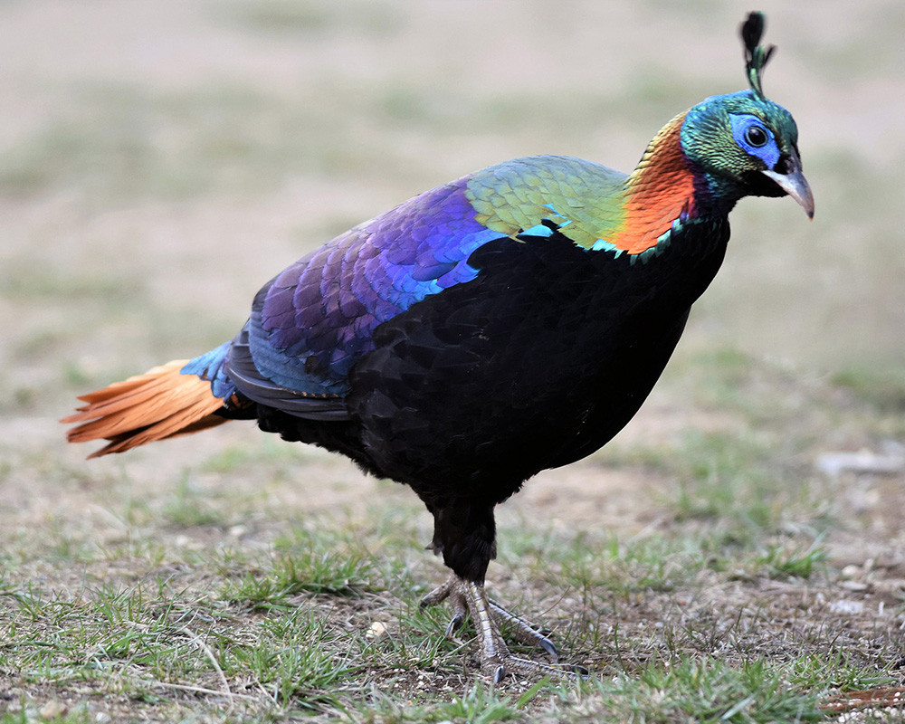 Bluetail Birding | Birding Tours | Bhutan with Sikkim