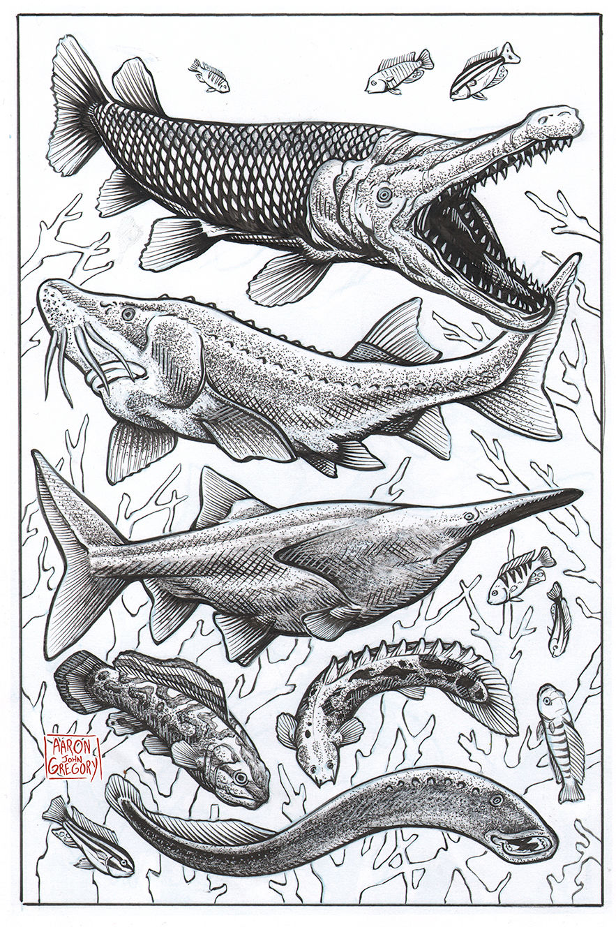 Aaron John Gregory - illustrator and cartoonist
