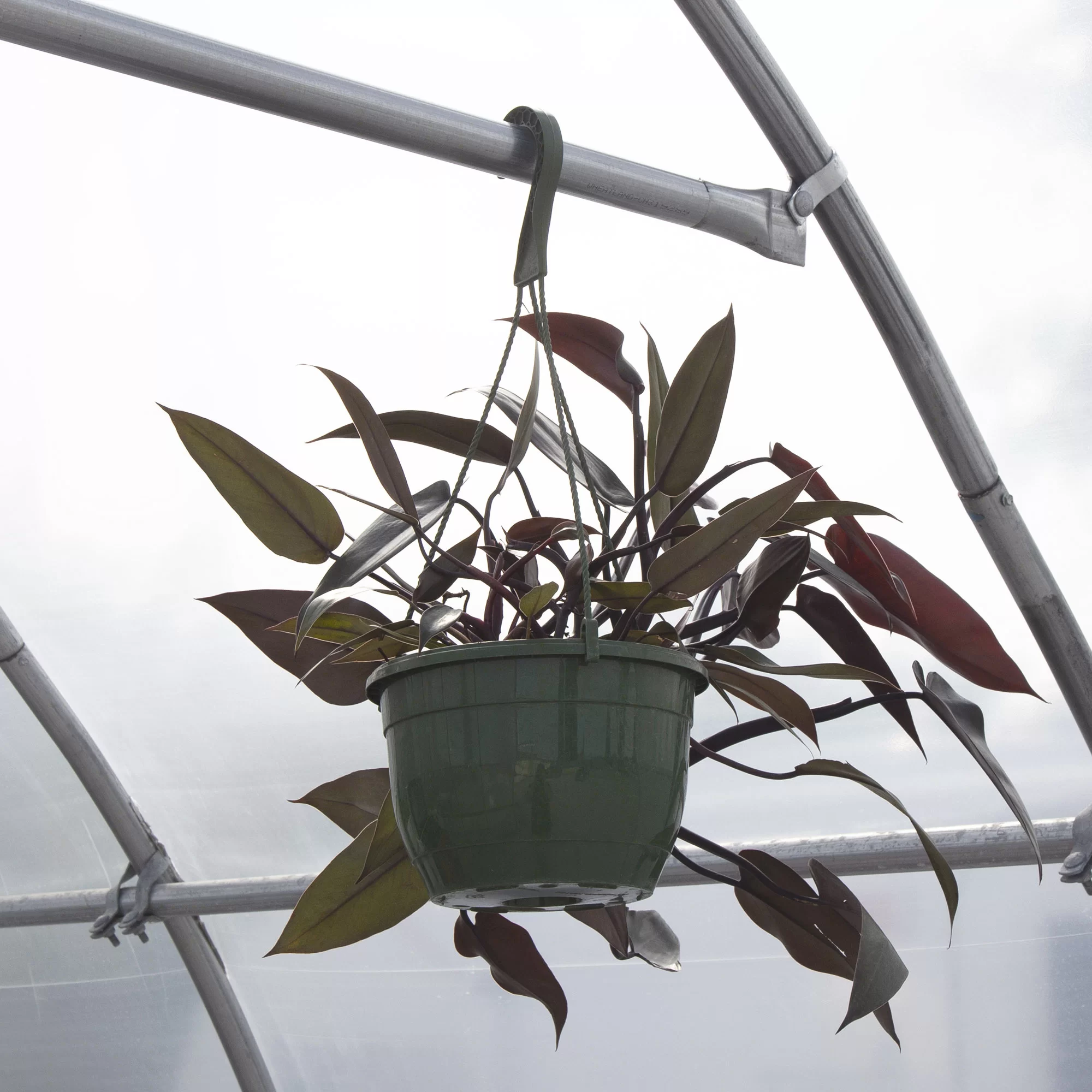 Structural Bracing | Active Site