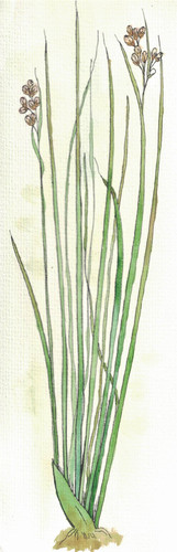 Juncus interior - Inland Rush | rivercitynatives